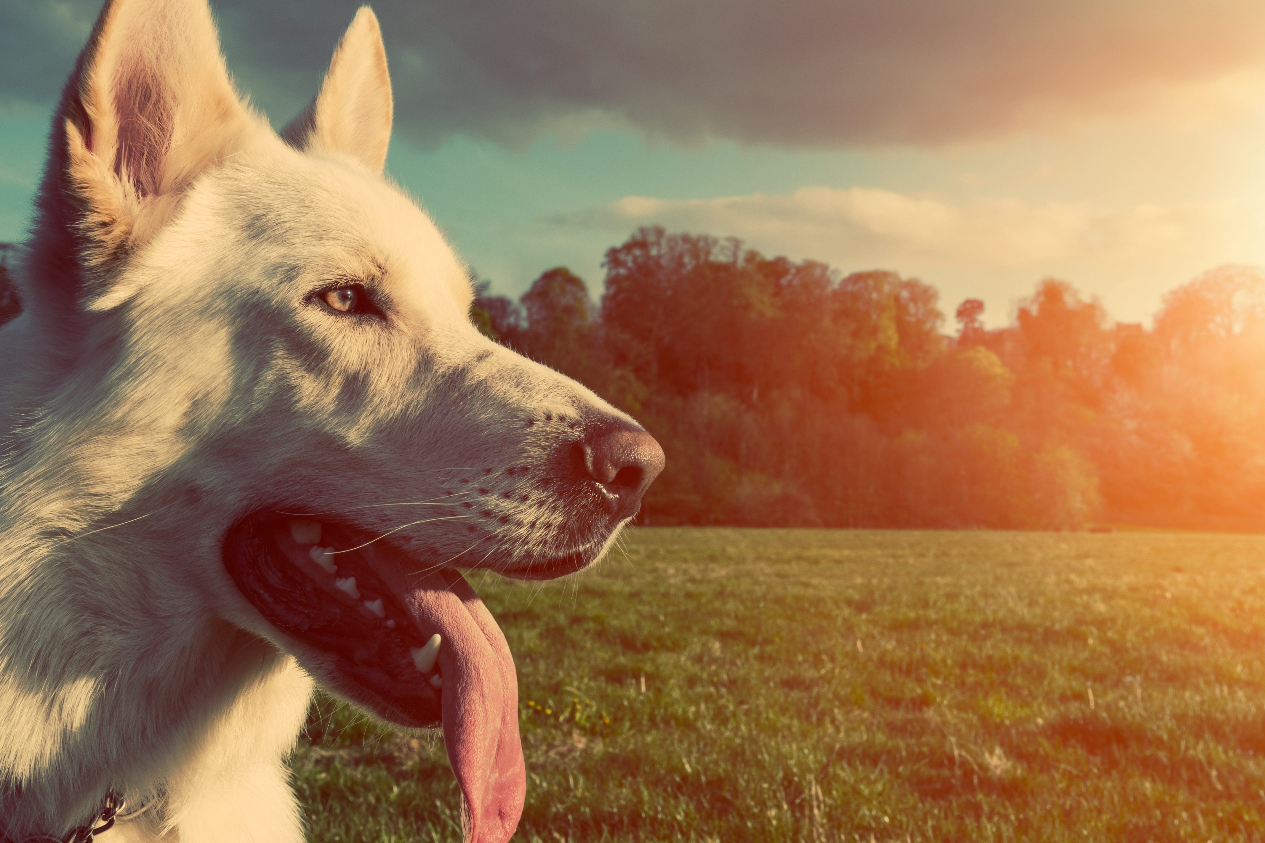 Veterinarian in Cheyenne, WY | Broadmoor East Veterinary Clinic LLC